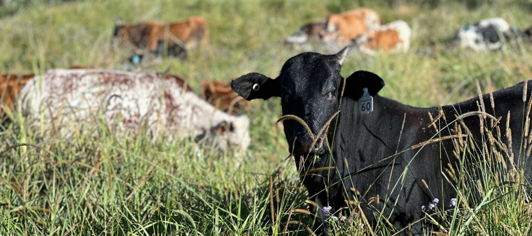 Winter 2024 Update from the Farm