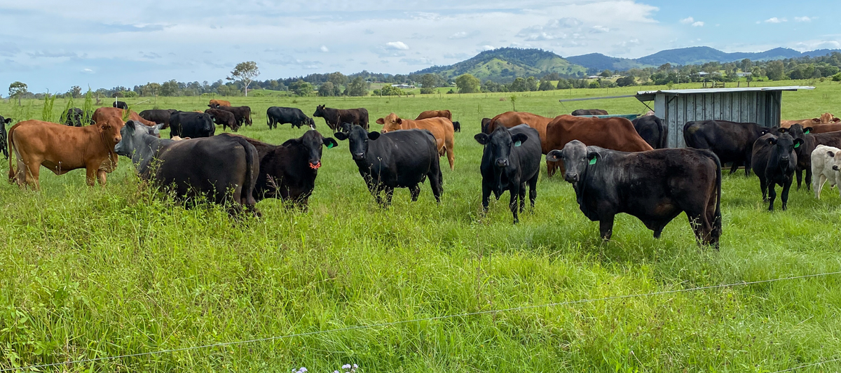 Behind the scenes at Forage Farms